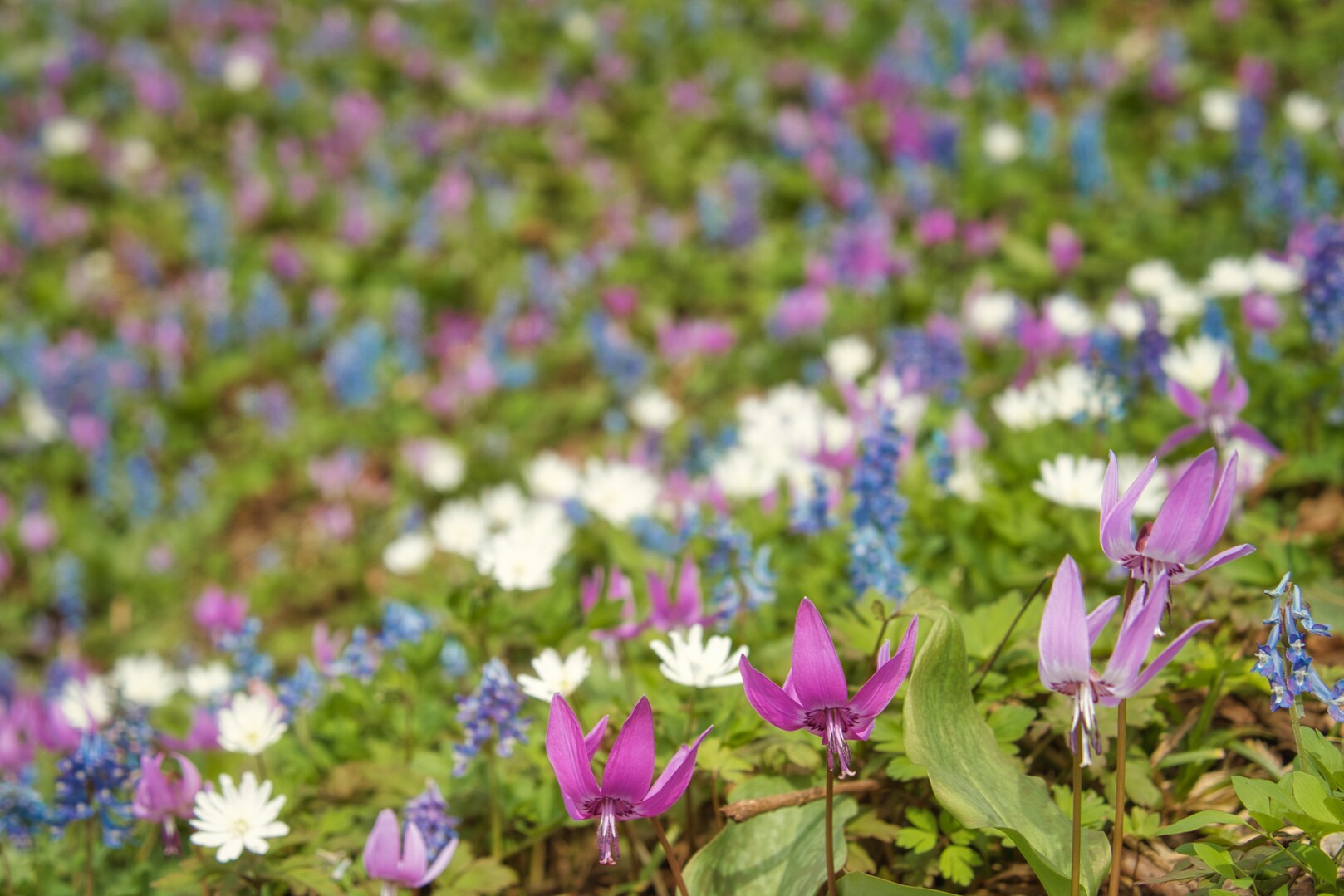 GWを前にして、ニセコのカタクリと水芭蕉... / snowshoeさんのモーメント | YAMAP / ヤマップ