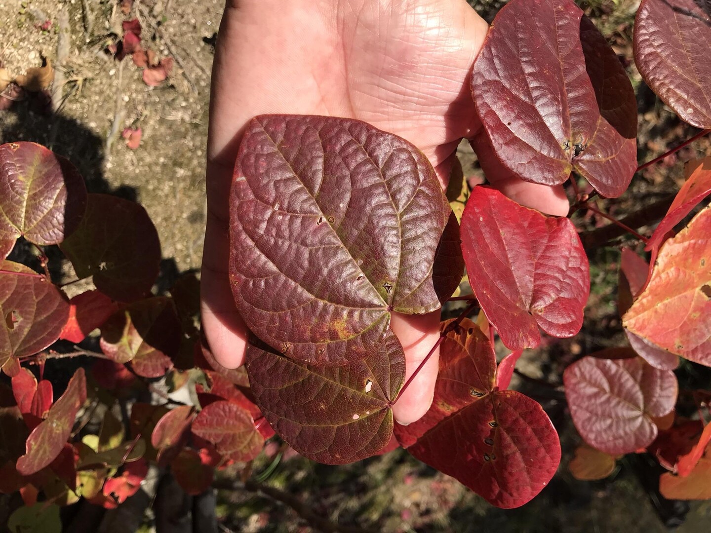 お初スポット😉〜帆柱山・中津岡山・ロックガーデン・奥滝山・おむすび岩〜 / a.gainさんの大野権現山・奥滝山・高見山の活動データ | YAMAP / ヤマップ