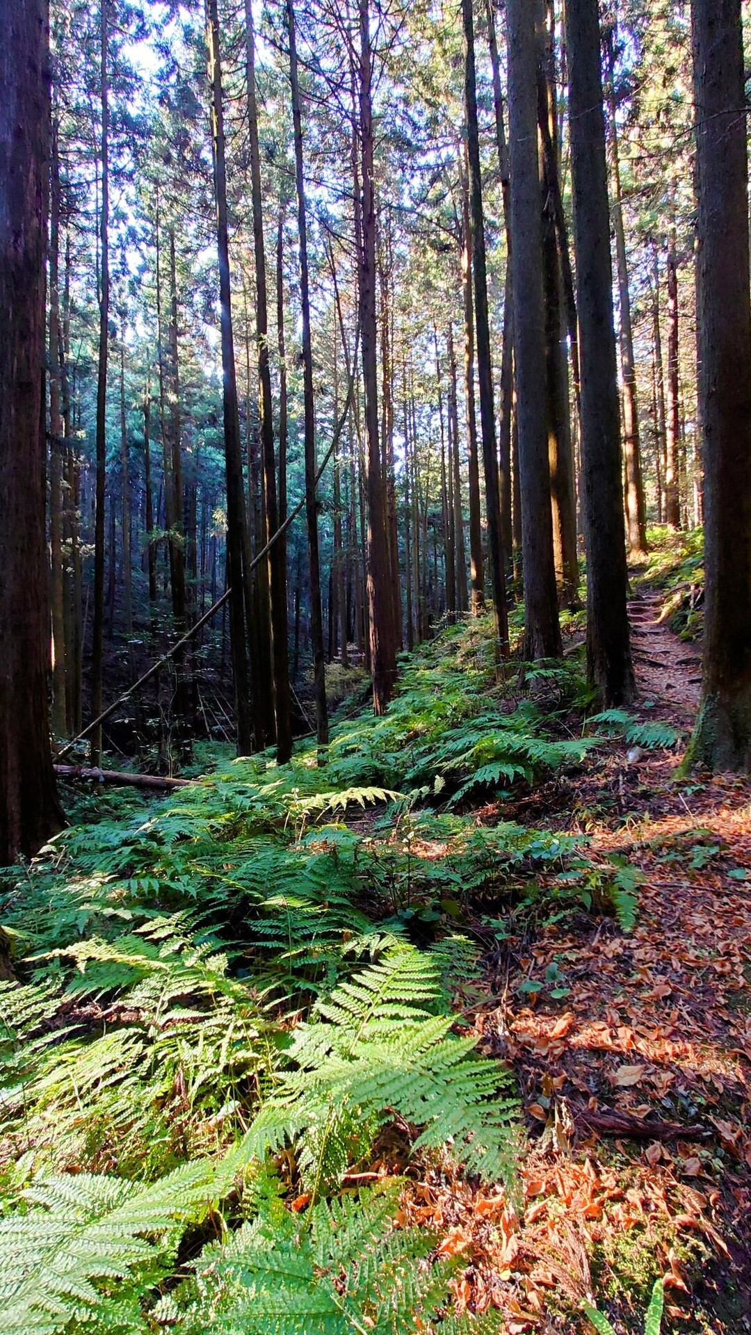 奥武蔵／日和田山にて10km周遊ハイキング（日和田山・高指山・物見山・小瀬名富士・東ムカイ山・愛宕山・西ユガテ・橋本山） / 🍹ﾌﾞﾗｯﾄﾞｵﾚﾝｼﾞ🍹𝓑𝓵𝓸𝓸𝓭 𝓞𝓻𝓪𝓷𝓰𝓮 さんの日和田山 ...