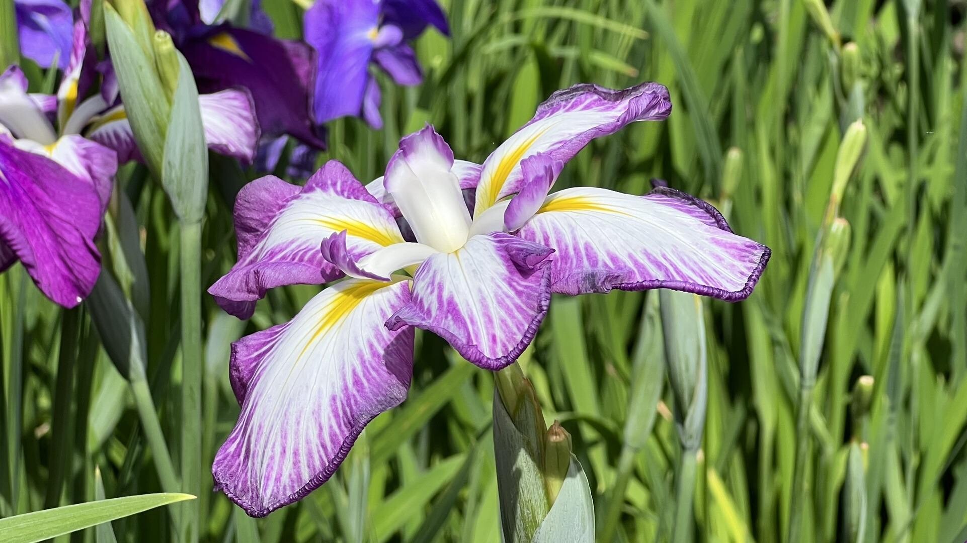 6月11日(日)まで「花菖蒲まつり」をや... / hiroさんのモーメント | YAMAP / ヤマップ