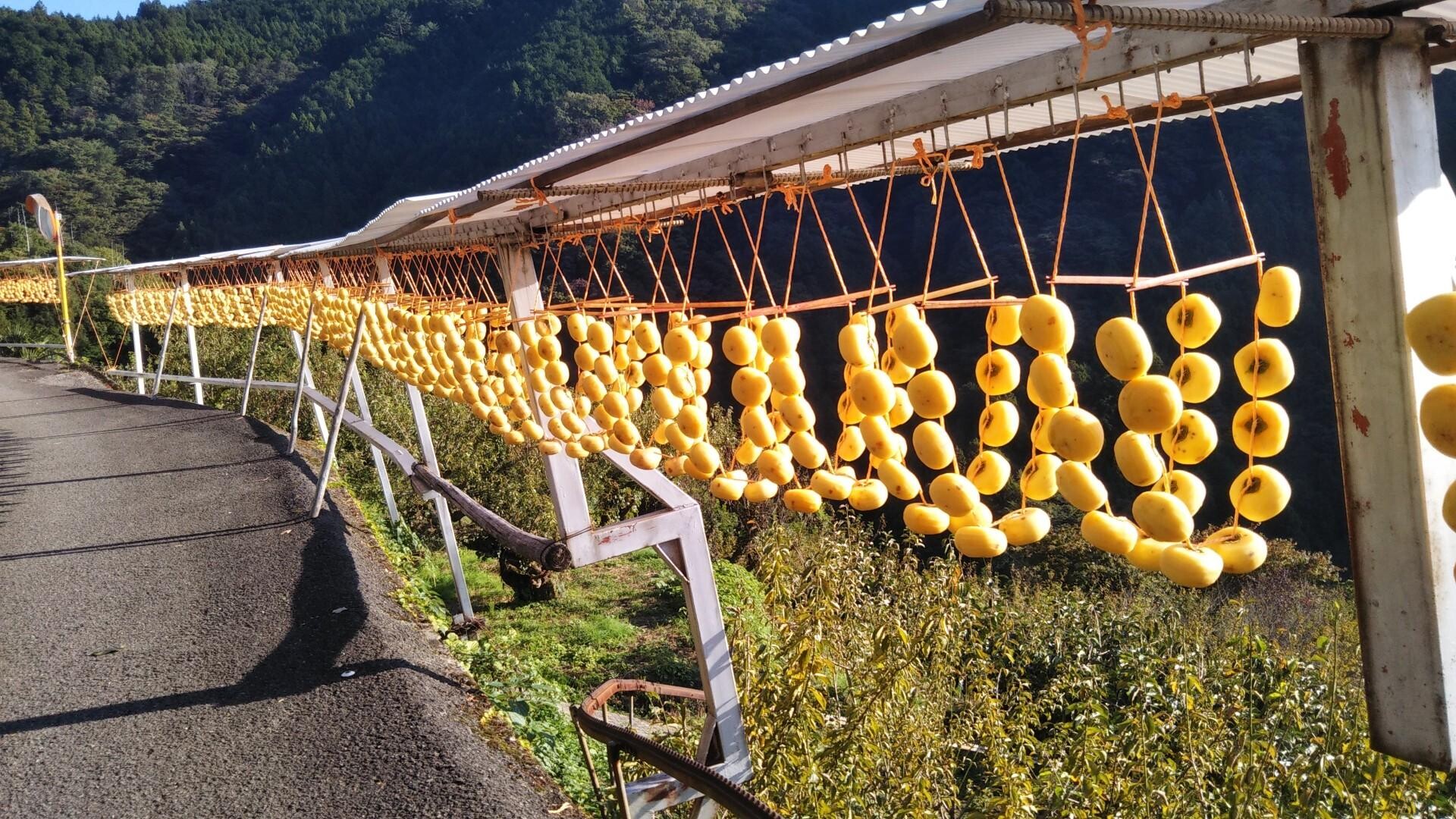 🔰😍南葛城山・野谷ノ峰🙏 / 卑弥呼さんの葛城修験エリアマップ（友ヶ島～和泉山脈周辺）の活動データ | YAMAP / ヤマップ