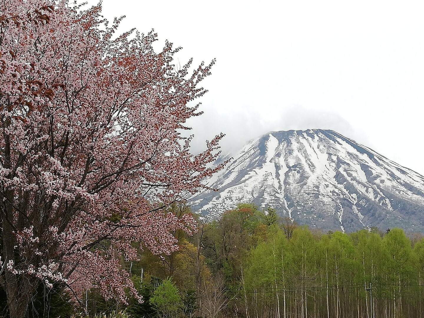 羊蹄山を眺めながら花見 / aripapaさんのモーメント | YAMAP / ヤマップ
