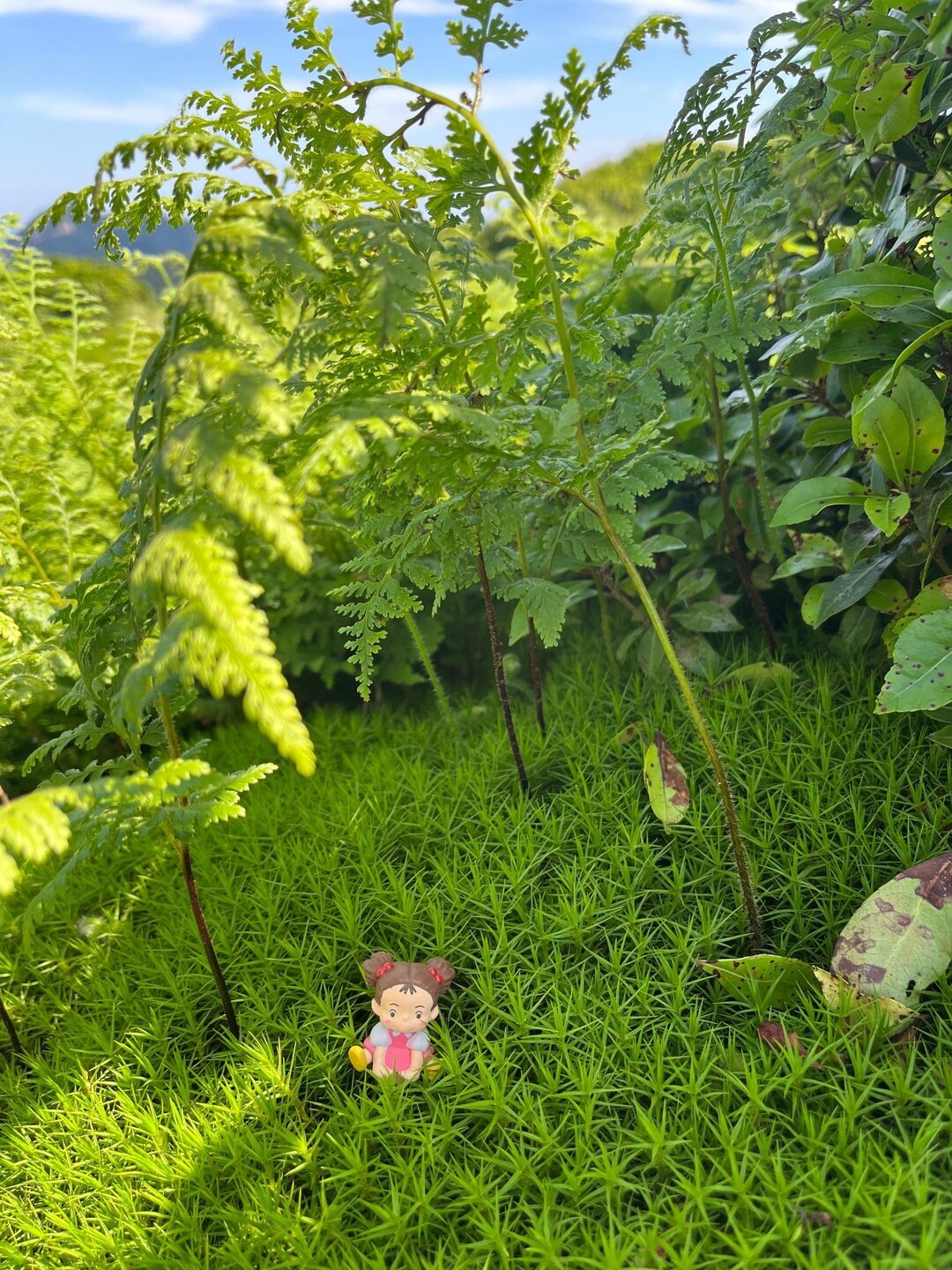 （今日も寝坊😪😴💤そして、今日も転びまくり🤕🩹鈴鹿10座残り4つ🗻）七人山・東雨乞岳・雨乞岳・杉峠ノ頭・イブネ・クラシ・三人山・沢谷ノ頭 / KSさんの御在所岳（御在所山）・雨乞岳の活動データ ...