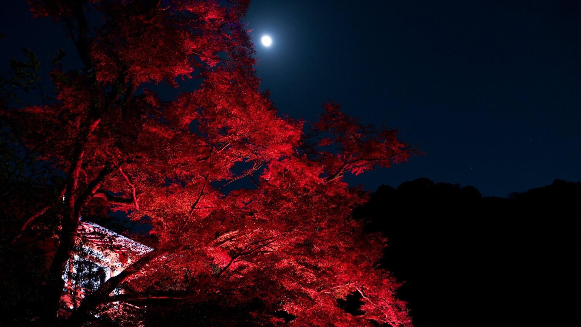 【動画】箕面の滝ライトアップ / ARroWsTomoyaさんのウォーキングの活動データ | YAMAP / ヤマップ