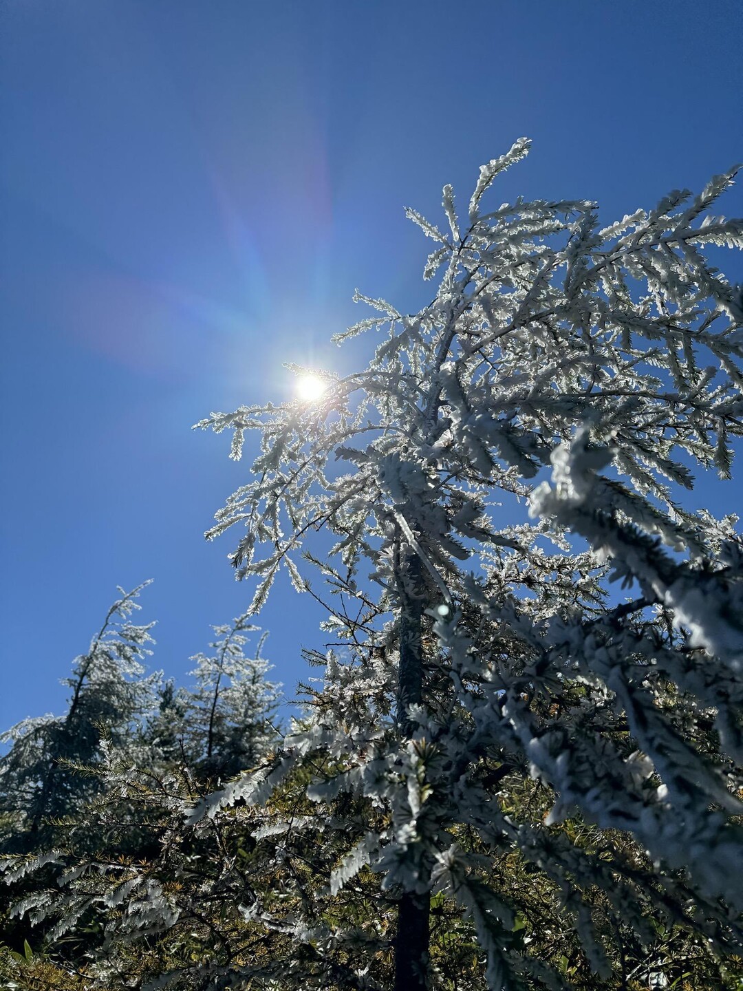 烏帽子岳･湯ノ丸山 / akioさんの湯ノ丸山・角間山・鍋蓋山の活動データ | YAMAP / ヤマップ