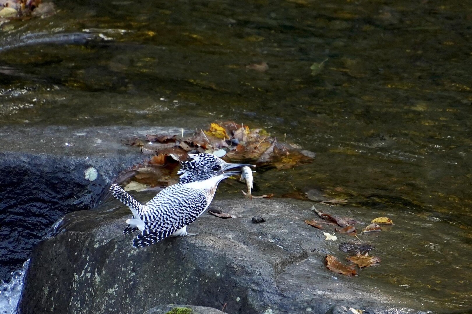 ヤマセミ親子 (オス)🐦 10/2... / yosi＆ryoさんのモーメント | YAMAP / ヤマップ