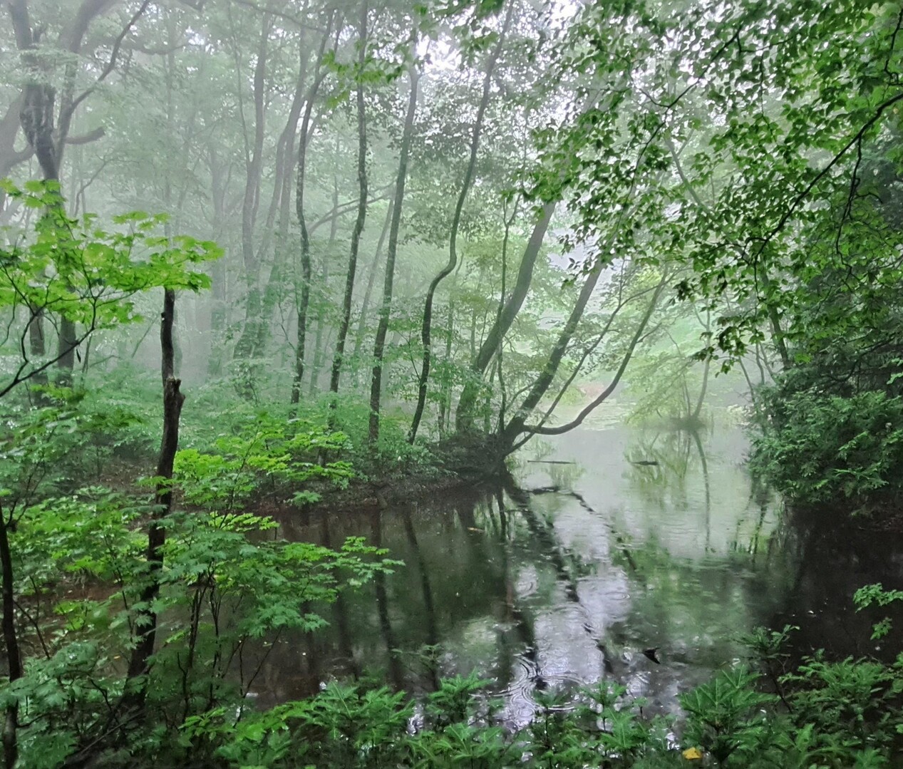 Welcome Rain☔～幻想的な白神山地·十二湖 / Cheさんの白神岳・蟶山・大峰岳の活動データ | YAMAP / ヤマップ
