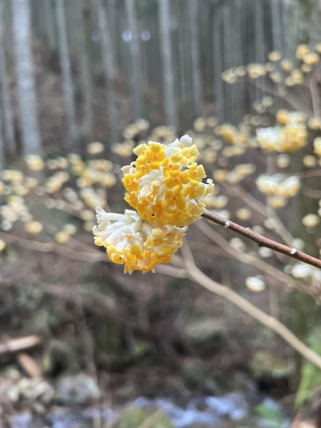 今年2回目 満開に / Naope!さんの巴山・獅子ヶ森・文殊山の活動データ | YAMAP / ヤマップ