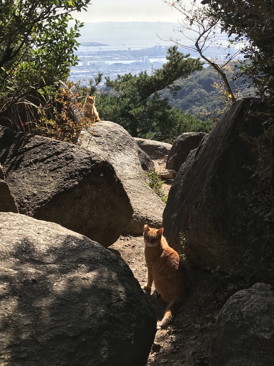 2022.2.22 スーパー猫の日🐈 / kazu51さんのモーメント | YAMAP / ヤマップ