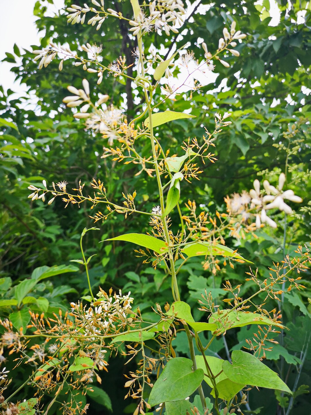 7月の大楠山 / tarouさんの三浦アルプス・二子山・仙元山の活動データ | YAMAP / ヤマップ