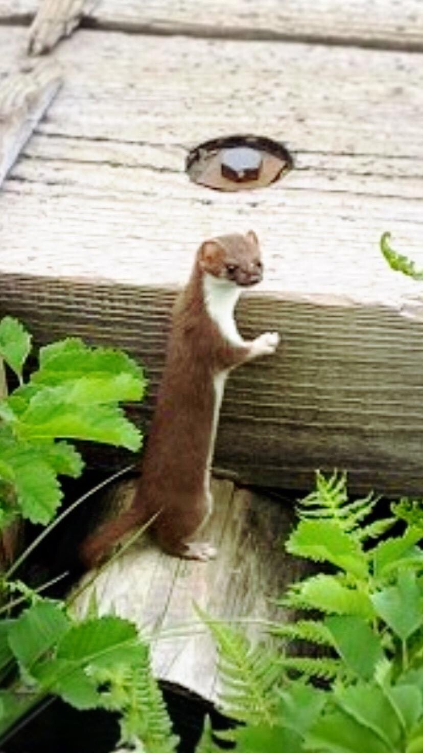 御縁の月山ʕ•ᴥ•ʔ森の妖精 / zuko@さんの月山の活動データ | YAMAP / ヤマップ