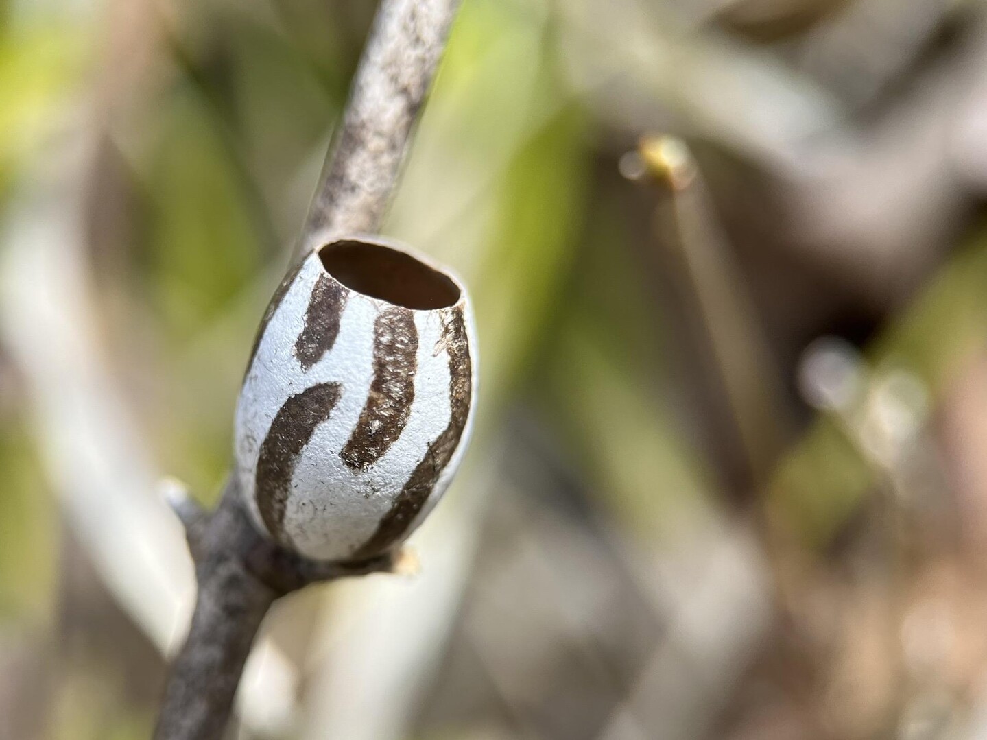 青葉の森 / shanneiさんのウォーキングの活動データ | YAMAP / ヤマップ