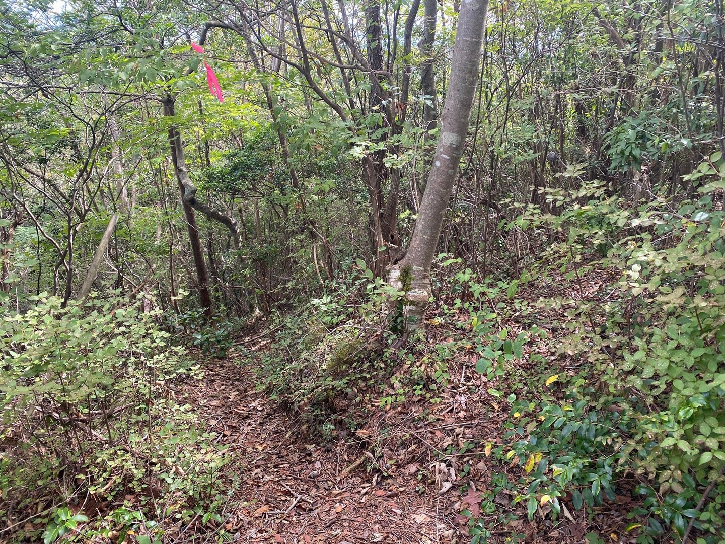 masa7887さんの投稿したフィールドメモ | YAMAP / ヤマップ