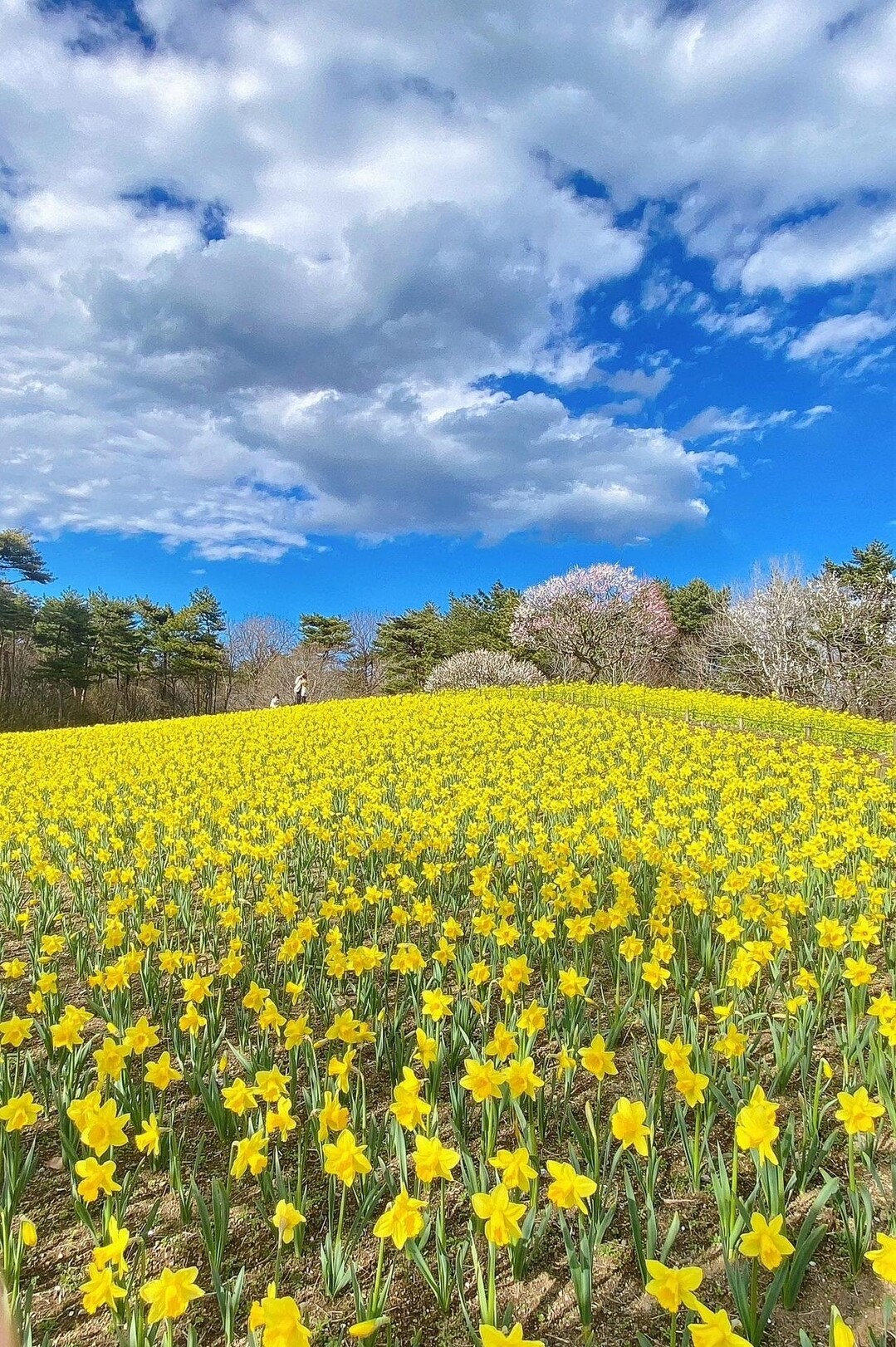 早咲きスイセンと梅 国営ひたち... / Nmamaさんのモーメント | YAMAP / ヤマップ