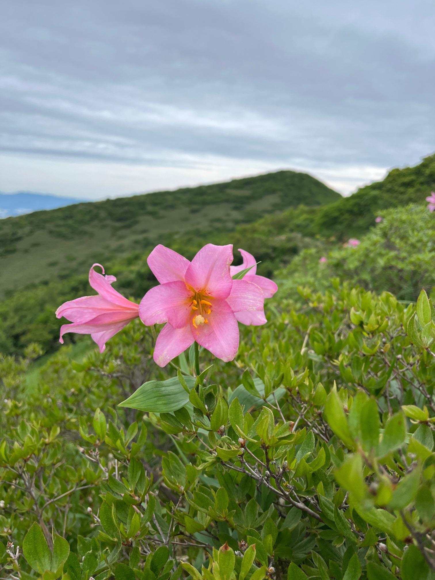浅草岳(ヒメサユリ) / konyan さんの浅草岳・鬼ヶ面山の活動データ | YAMAP / ヤマップ