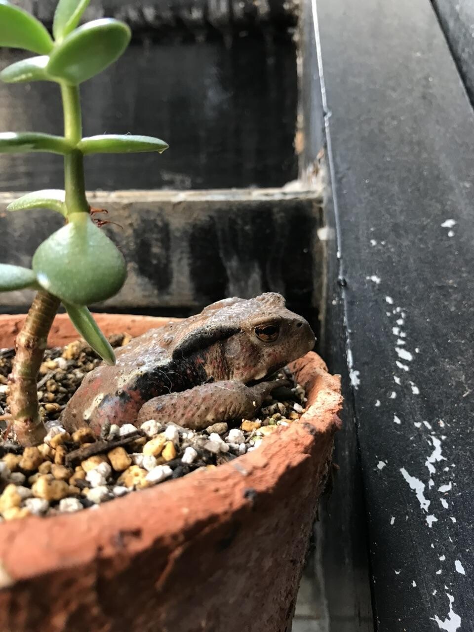 nononのページ | YAMAP / ヤマップ