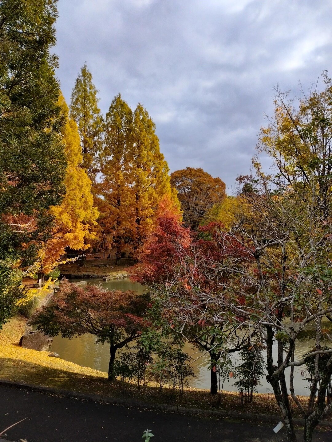 富士山 / masaさんのみのかも健康の森の活動データ | YAMAP / ヤマップ