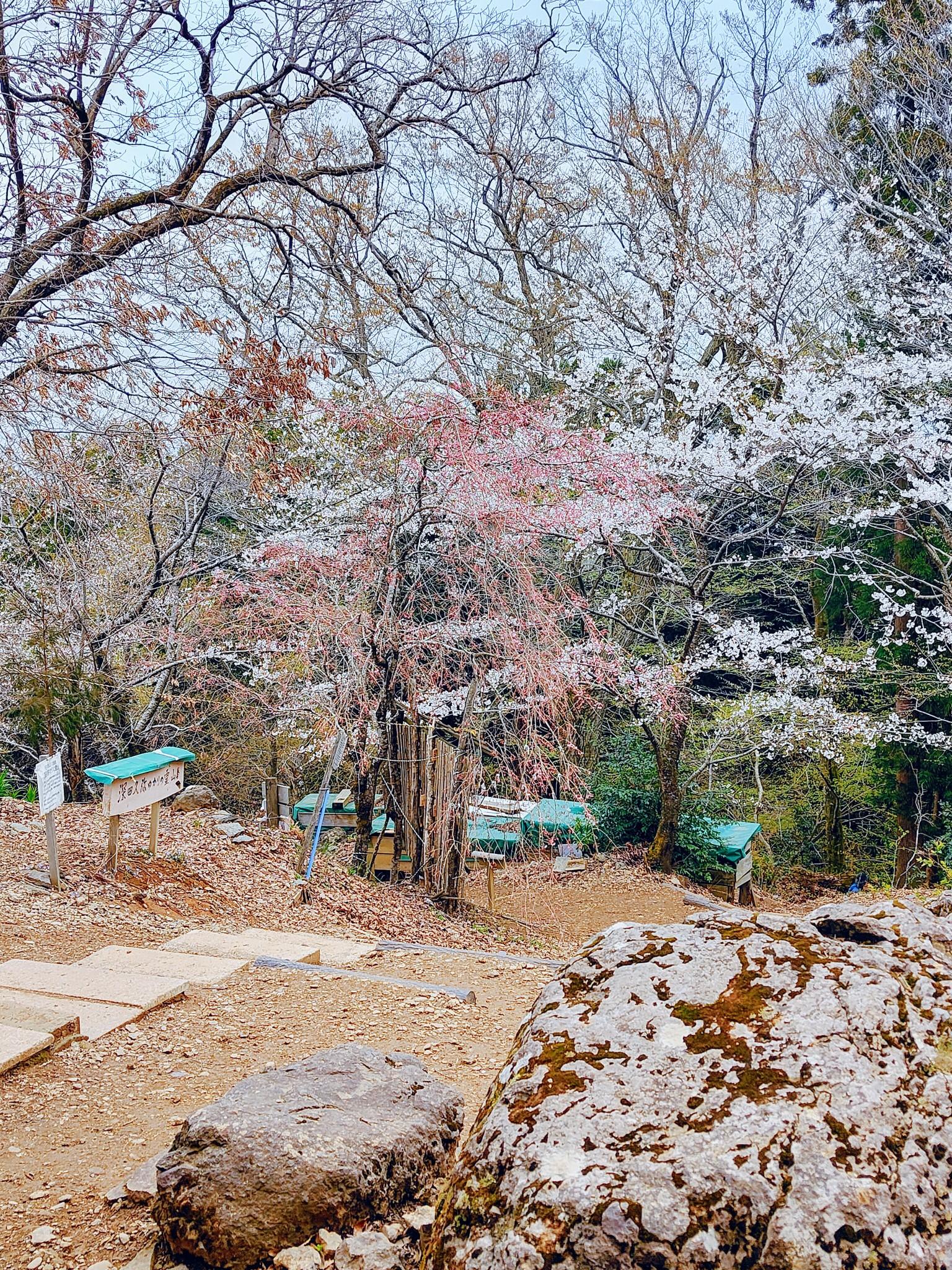 文殊山 250412 / UmK うめさんの福井市の活動日記 | YAMAP / ヤマップ