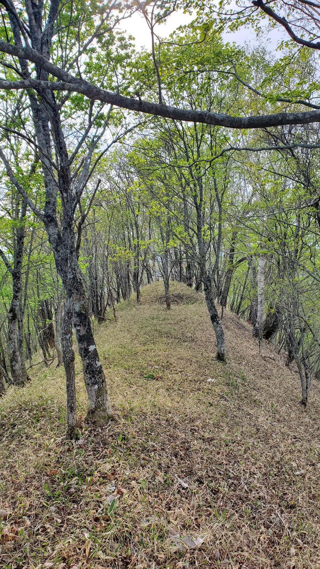 賀張山 / agaさんの賀張山の活動データ | YAMAP / ヤマップ