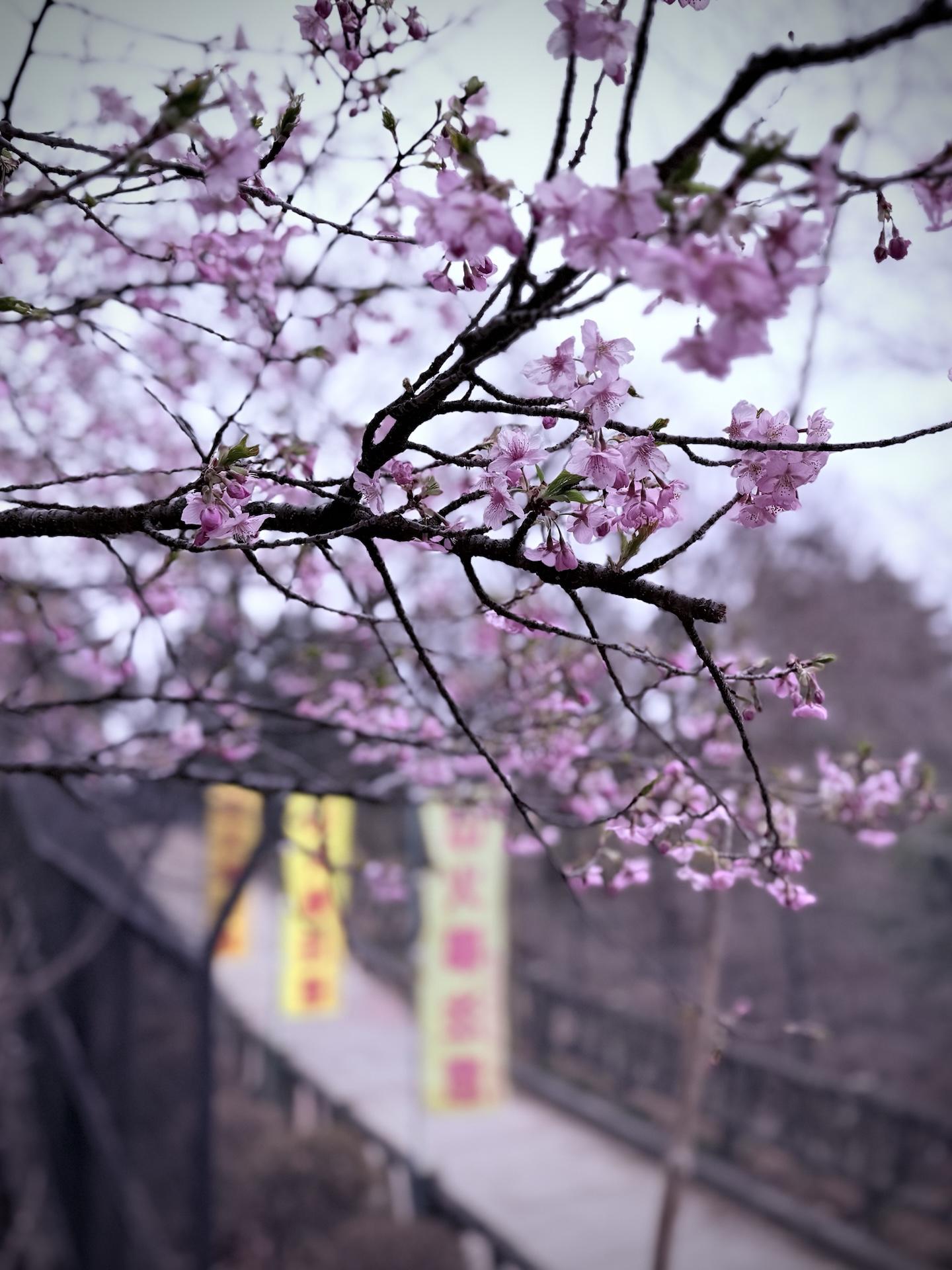 ひんやり🍃𓂃𓈒𓏸︎︎︎︎吾妻山・女吾妻山 / miiさんの鳴神山・吾妻山の活動日記 | YAMAP / ヤマップ