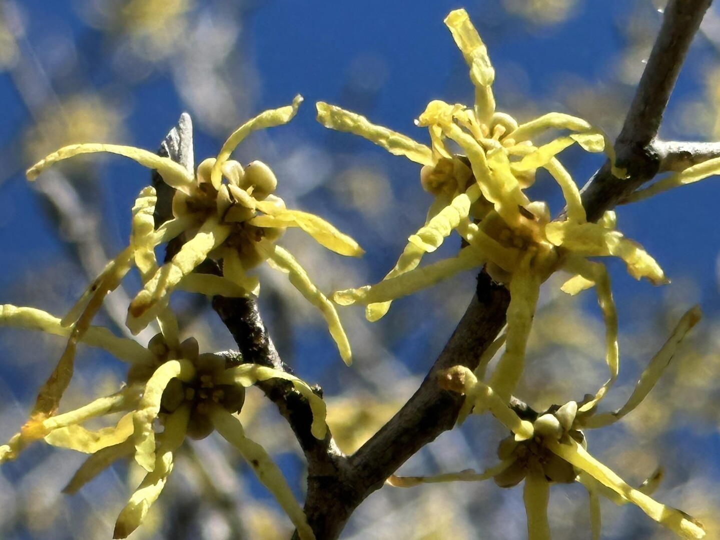 マンサクの花 沓掛山・扇ヶ鼻 / tiroさんの九重山（久住山）・大船山・星生山の活動データ | YAMAP / ヤマップ
