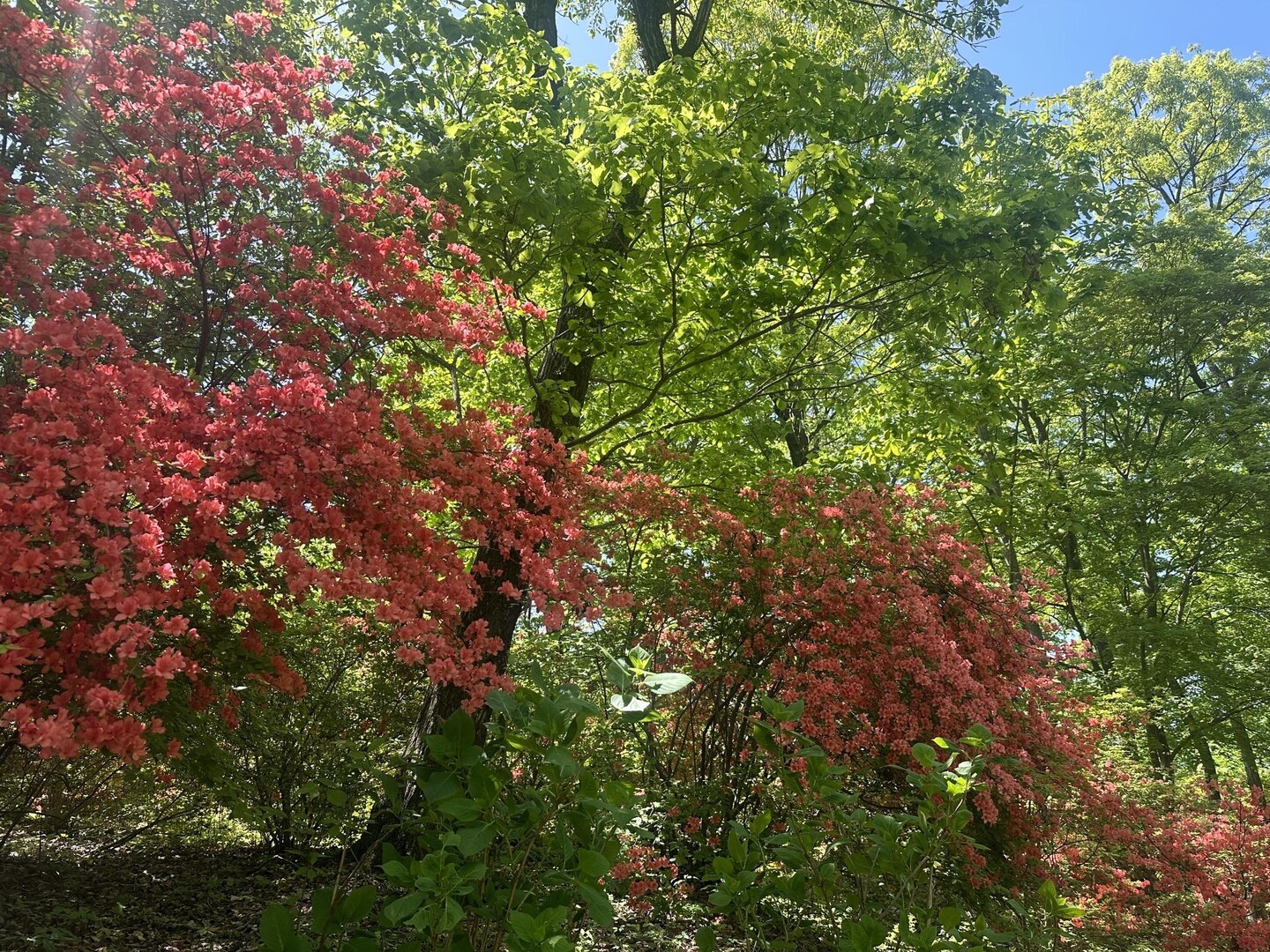カラフルなヤマツツジと秩父の山々を見渡せる美の山公園 / sakuramtさんの簑山の活動データ | YAMAP / ヤマップ