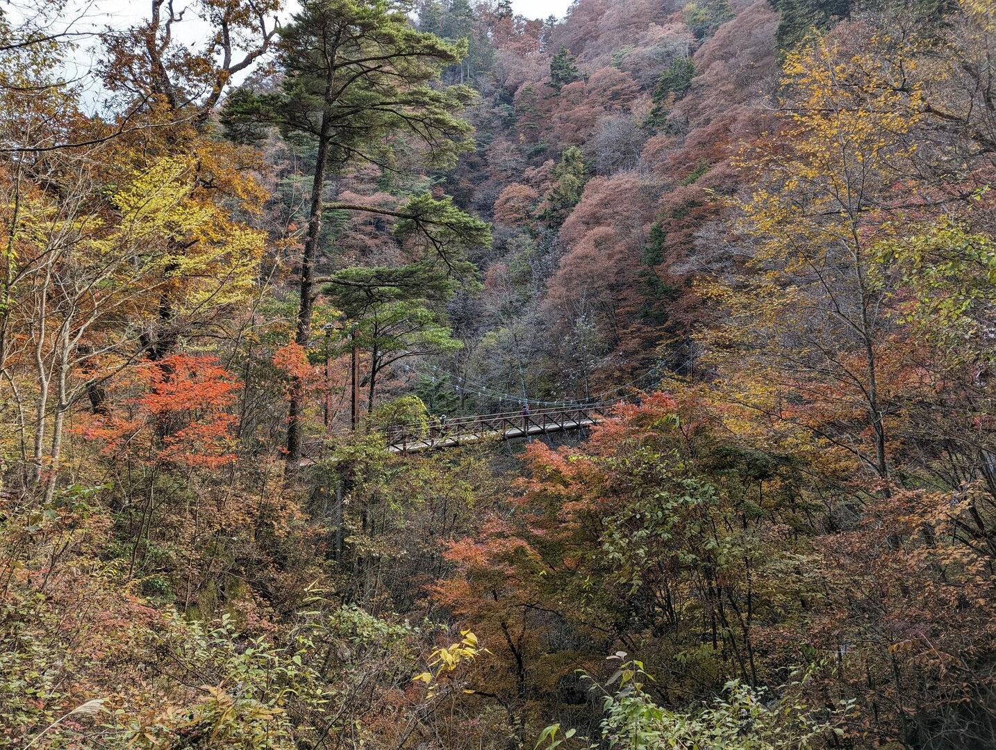 イヨ山・ヌカザス山・入小沢ノ峰・三頭山（西峰）・三頭山（中央峰）・三頭山（東峰） / F-taさんの三頭山・槇寄山・土俵岳の活動データ | YAMAP / ヤマップ