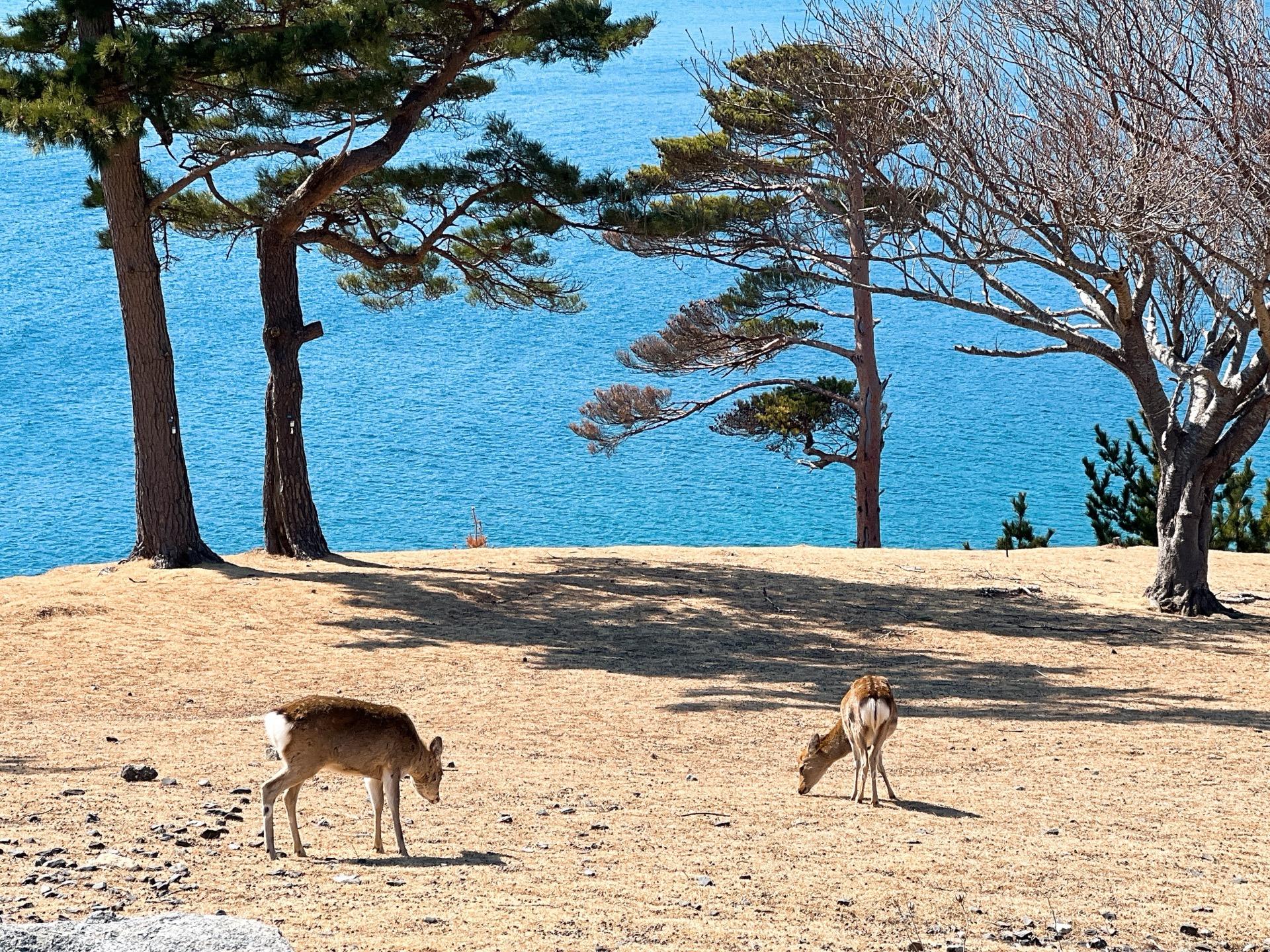 2025.3.22 金華山🦌⛰️ / papiさんのモーメント | YAMAP / ヤマップ