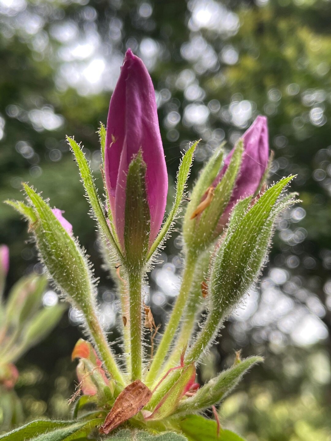 大麻山 / kikiさんの大麻山・天円山の活動データ | YAMAP / ヤマップ