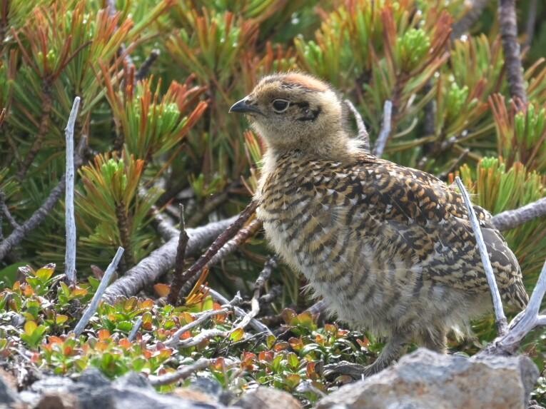 五の池小屋と雷鳥 / Konoさんの御嶽山・継子岳・摩利支天山の活動データ | YAMAP / ヤマップ