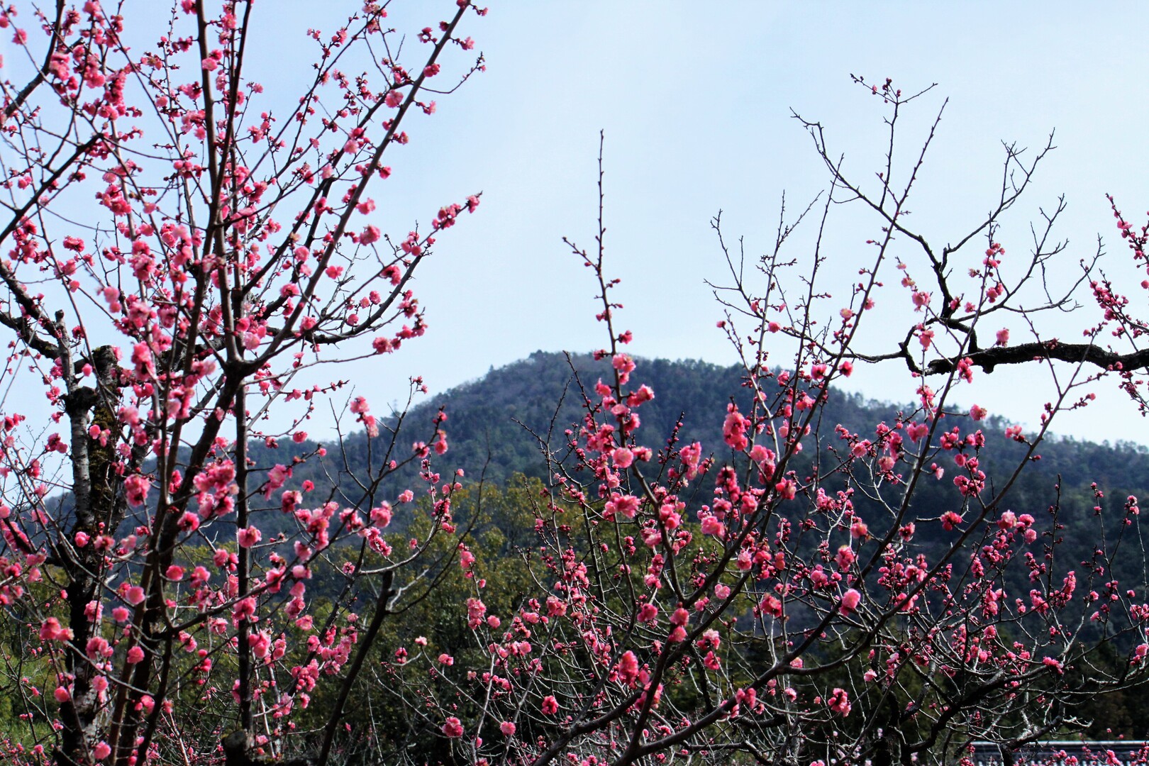 随心院と山科三山 / Annaさんの京都一周トレイルの活動データ | YAMAP / ヤマップ