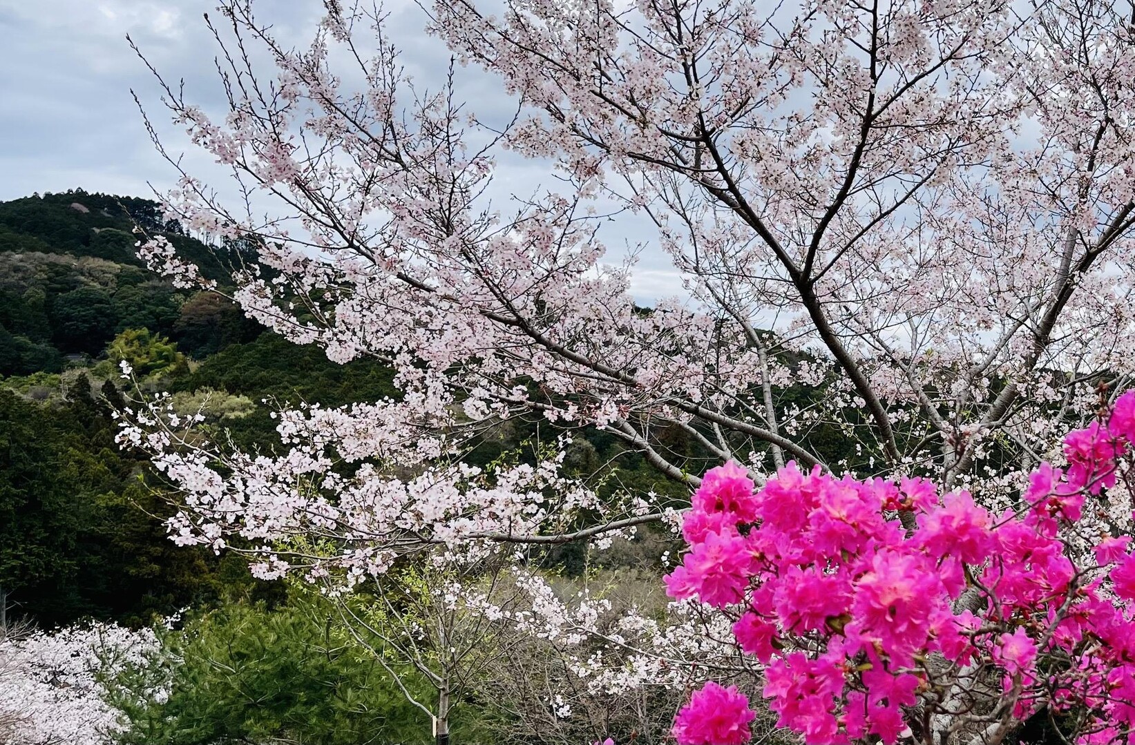 🌸虚空蔵尊さくら山🥾 / tam-tamさんの大高取山の活動データ | YAMAP / ヤマップ