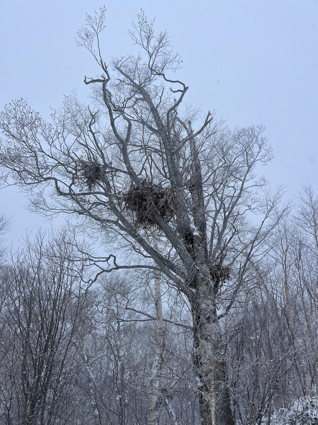 安比高原スキー場……プライベートレッスン⛷ / みさまこさんの岩手山・八幡平・安比高原 50km トレイルの活動データ | YAMAP / ヤマップ