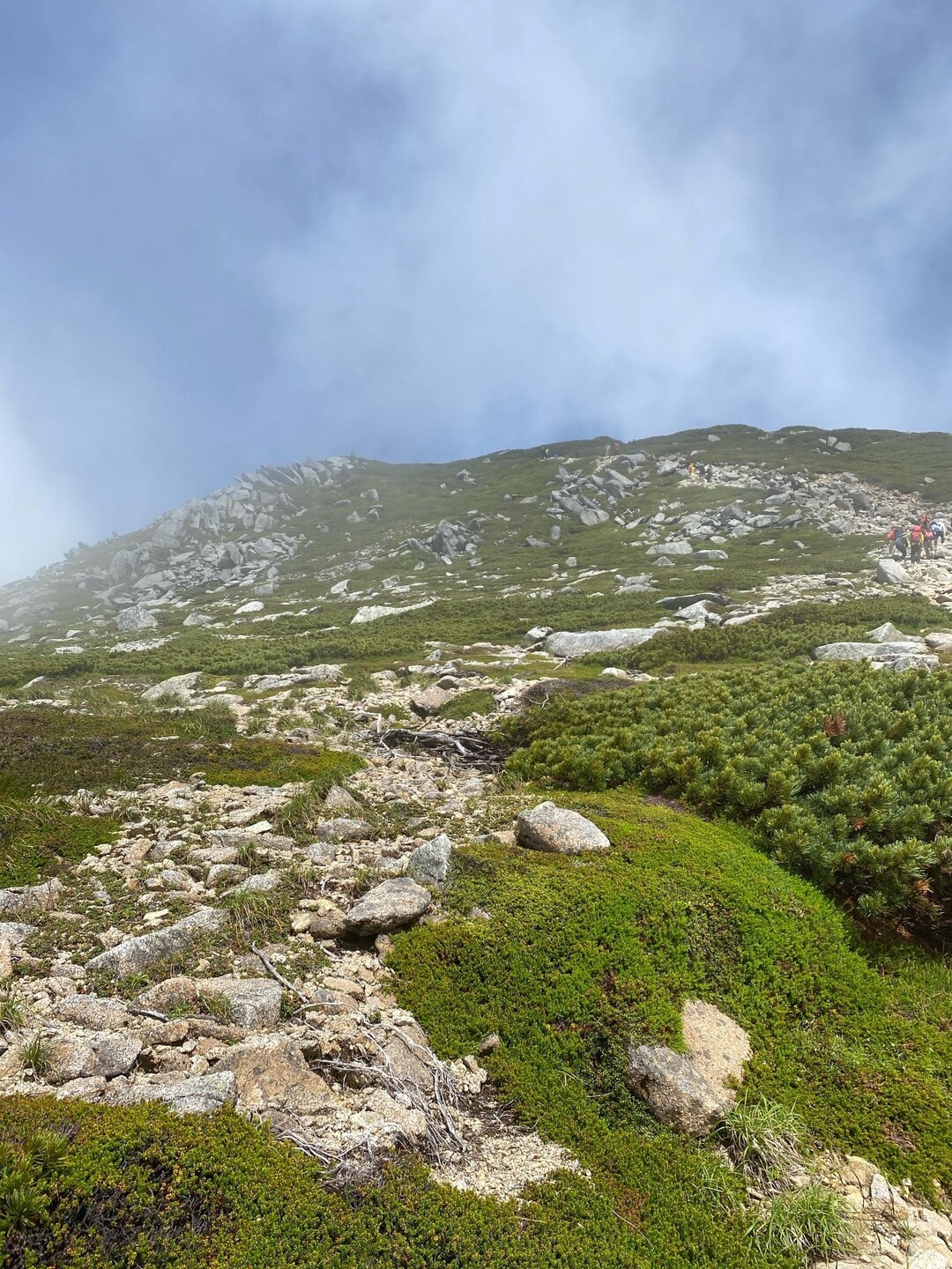 暑いから花盛りの木曽駒ヶ岳 / tamakoyさんの木曽駒ヶ岳・空木岳・越百山の活動データ | YAMAP / ヤマップ