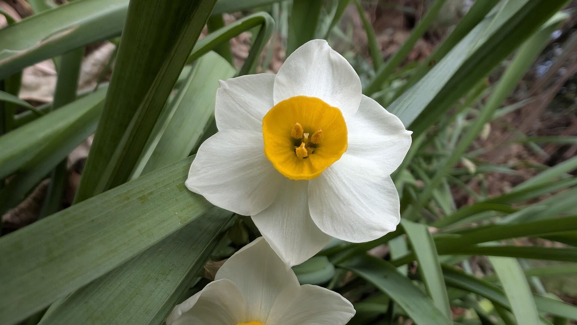 嶽山 朝の山歩 R7-12 / Zatoさんの嶽山・若山・四熊ヶ岳の活動データ | YAMAP / ヤマップ