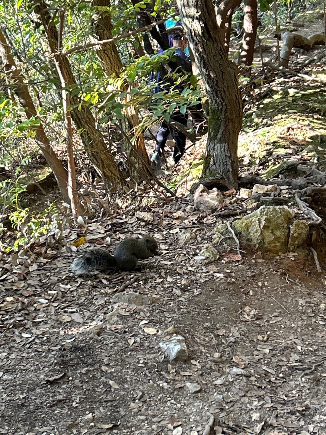 金華山 / ayuさんの金華山・洞山・舟伏山の活動データ | YAMAP / ヤマップ