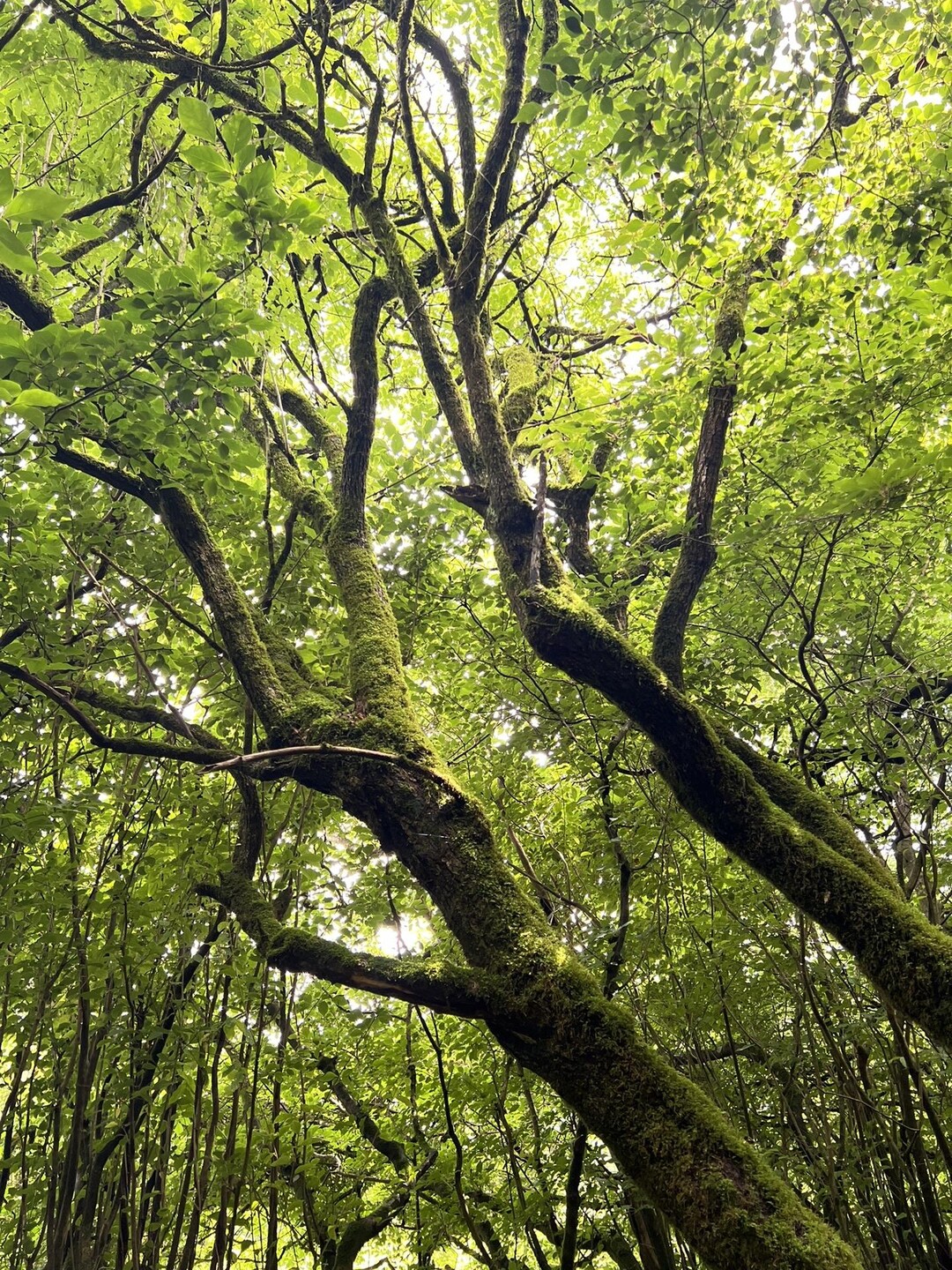 筑波山（女体山）・筑波山（男体山） / SUさんの筑波山の活動データ | YAMAP / ヤマップ