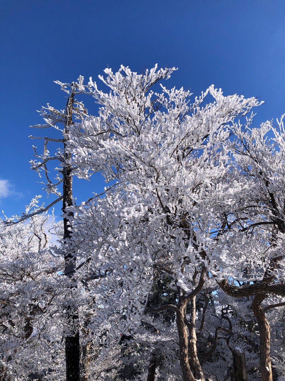 七面山・槍ノ尾ノ頭 / Zak-Sanさんの八経ヶ岳の活動データ | YAMAP / ヤマップ