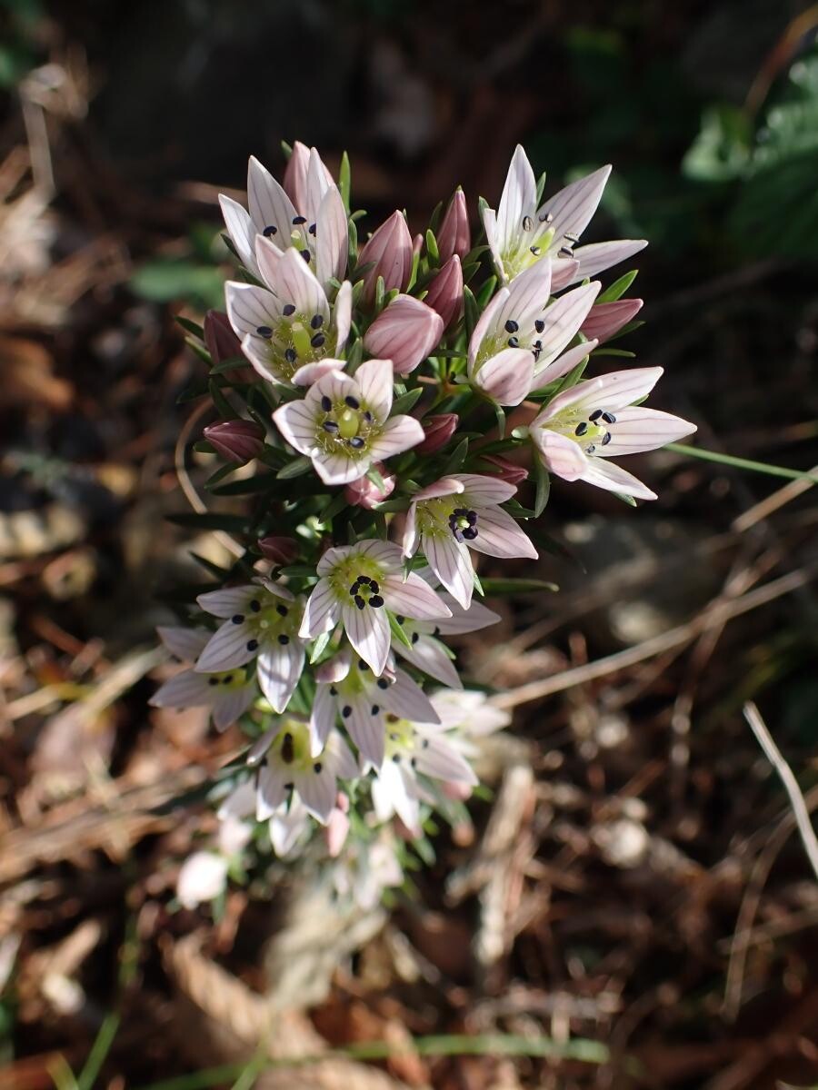 五湖山・三方分山 / kumomaさんの三方分山・パノラマ台の活動データ | YAMAP / ヤマップ