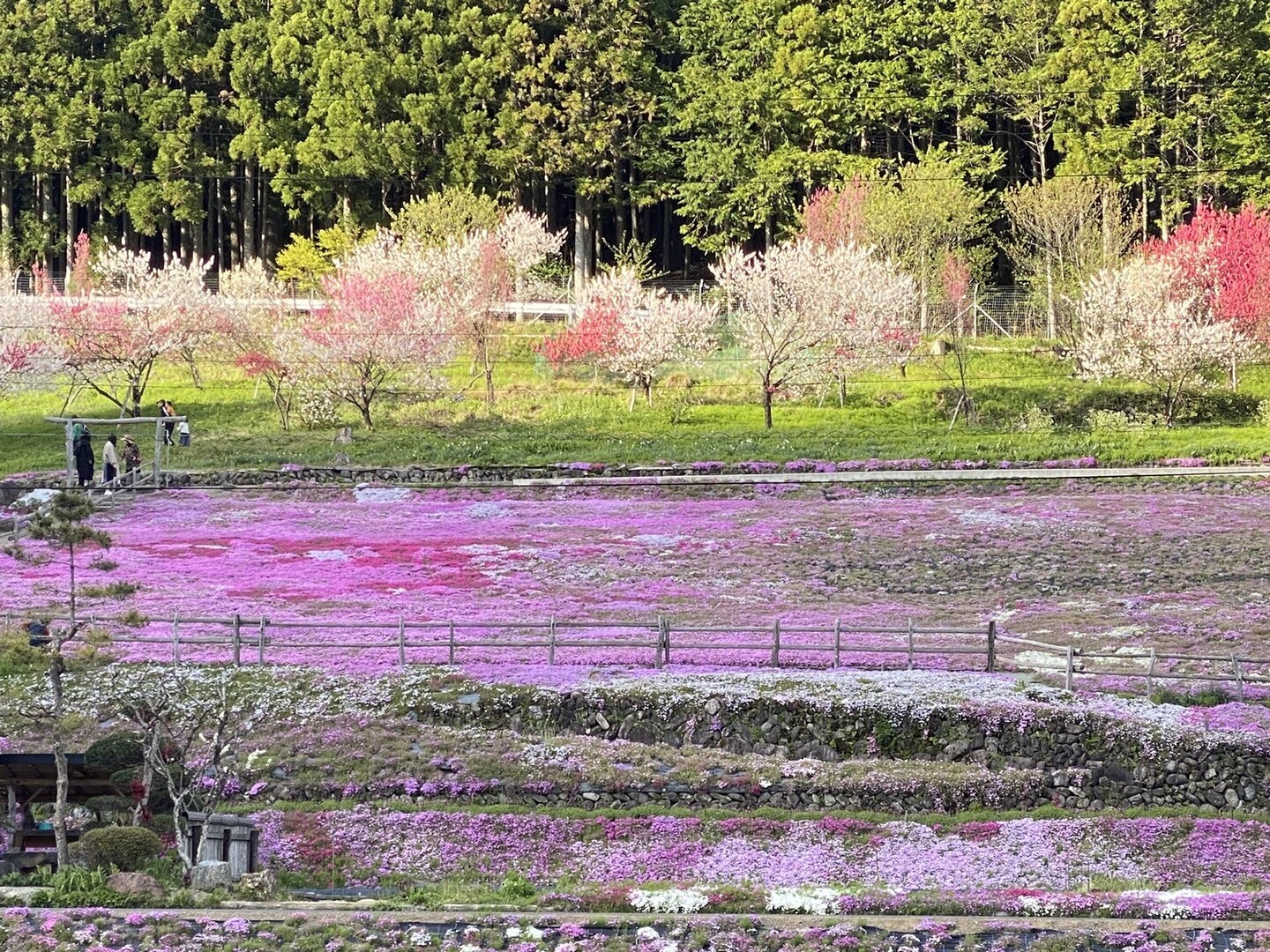 2023.4.23(日) 天神山・女夫山... / Danさんのモーメント | YAMAP / ヤマップ