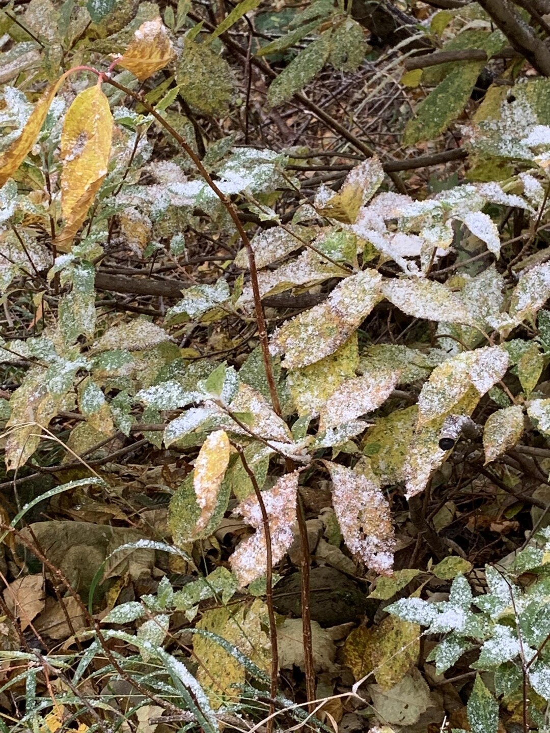 まさかの雪⁉️まだ10月だよん？ 気温0... / riecoさんのモーメント | YAMAP / ヤマップ