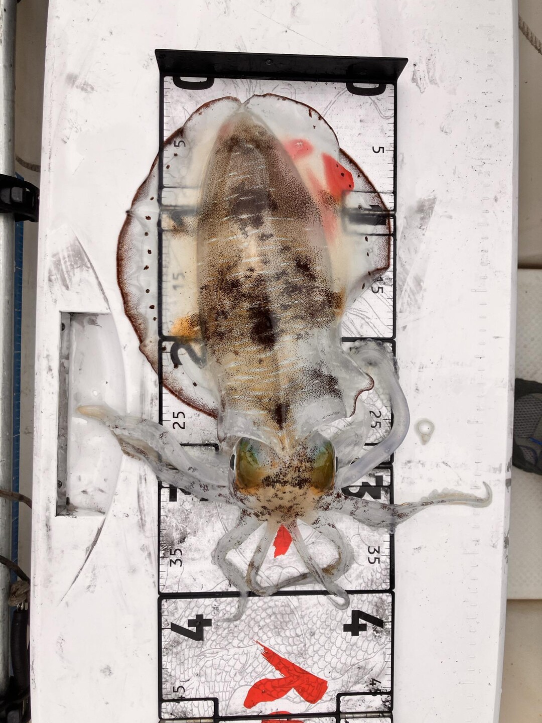 若狭湾🎣海釣り🌊2024-11-17 / neon neoさんのその他の活動データ | YAMAP / ヤマップ