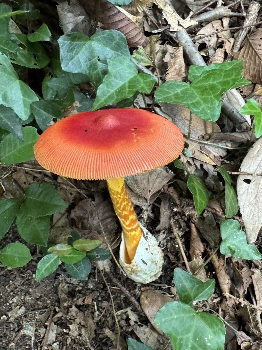 天拝山 / yucoさんの天拝山・基山の活動データ | YAMAP / ヤマップ