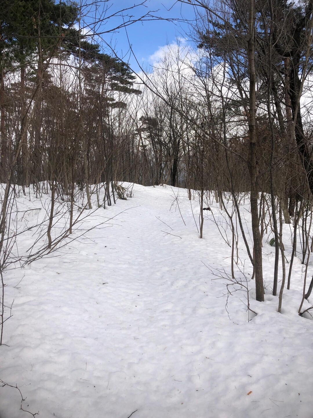 登り納めの五十公野山 / srタカハシさんの五十公野山の活動データ | YAMAP / ヤマップ