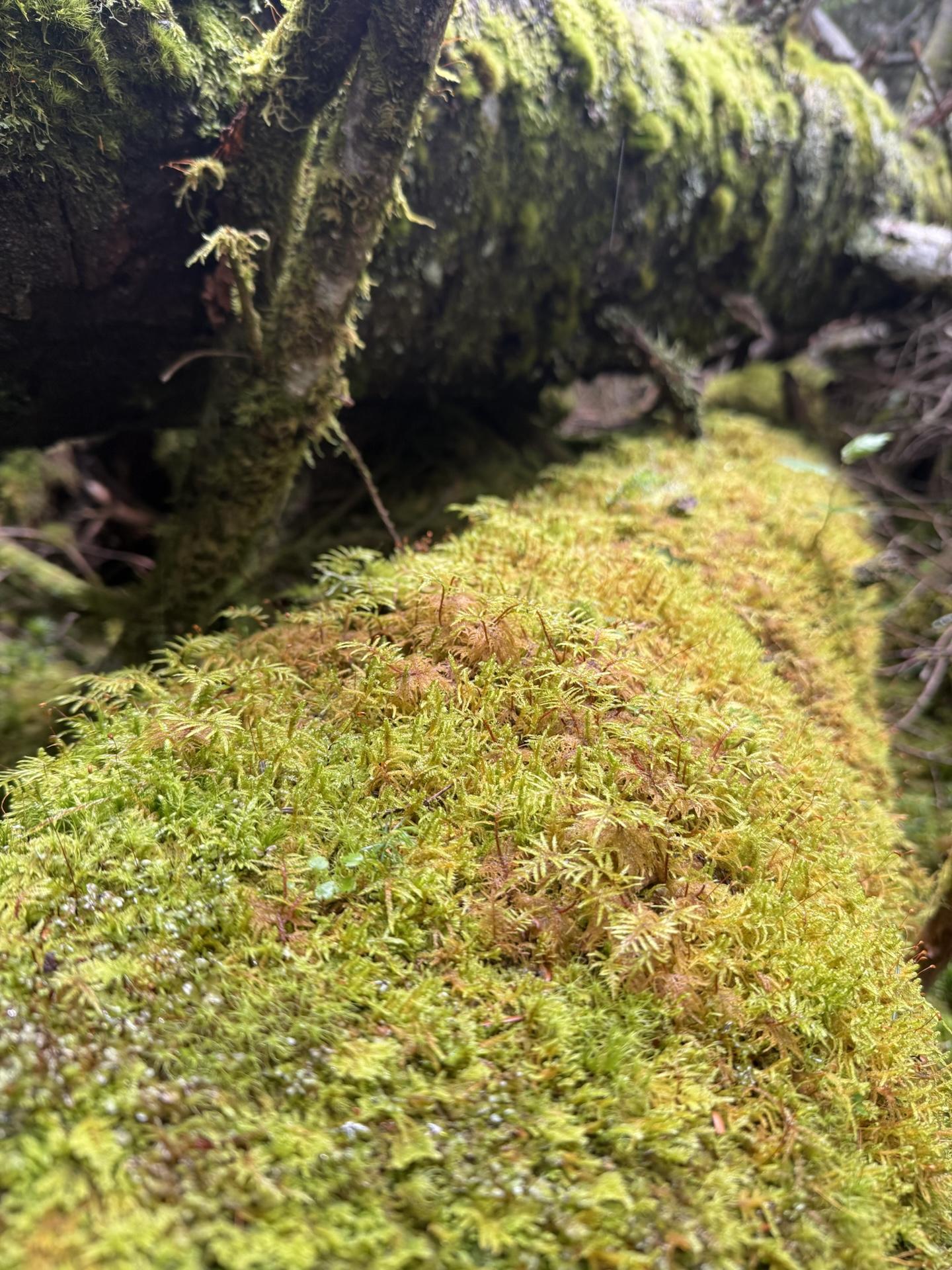 ニュウ・中山 / uda19さんの八ヶ岳（赤岳・硫黄岳・天狗岳）の活動データ | YAMAP / ヤマップ