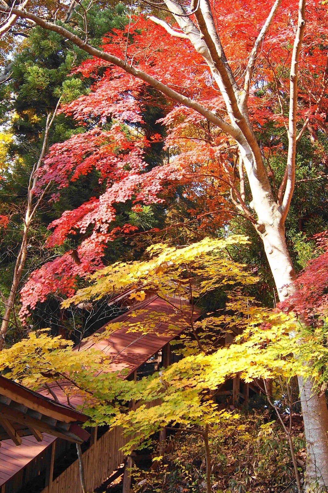 珊瑚岳・金峰山・国見山-2024-11-13 / aiさんの珊瑚岳・国見山の活動データ | YAMAP / ヤマップ