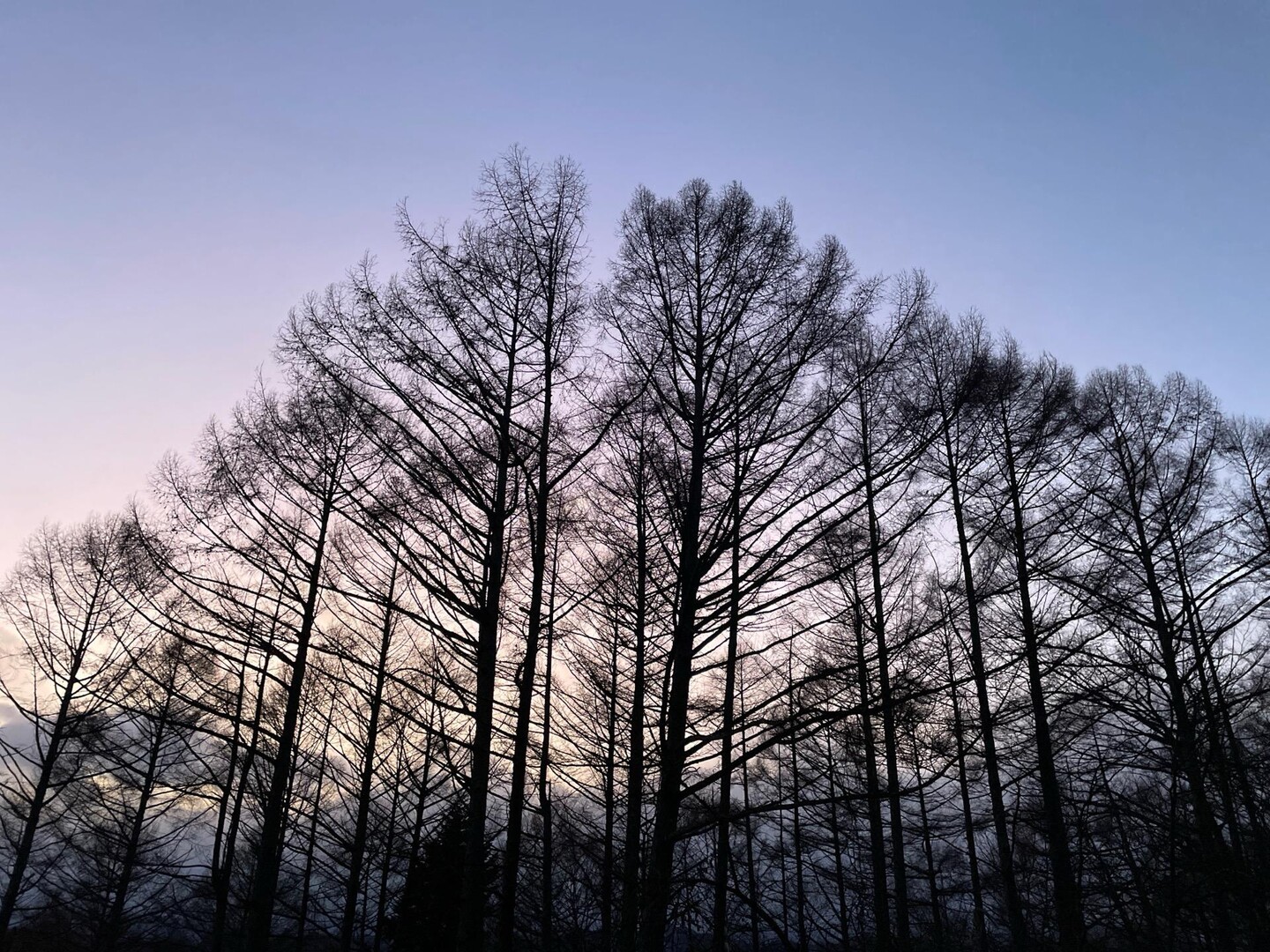 ️先人の軌跡🥾 / sayoさんの四阿屋山の活動データ | YAMAP / ヤマップ