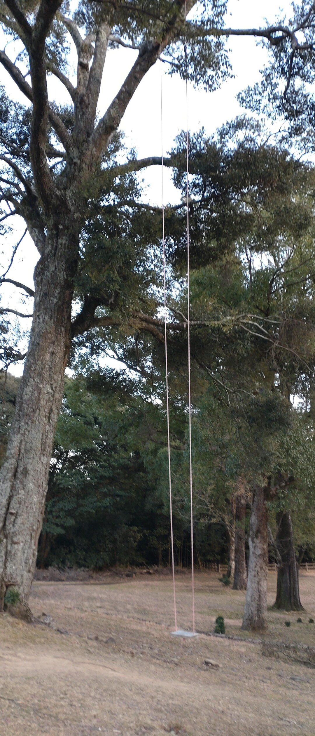 ④ タヌキ？かハクビシン？ 🦝がいまし... / chii さんのモーメント | YAMAP / ヤマップ