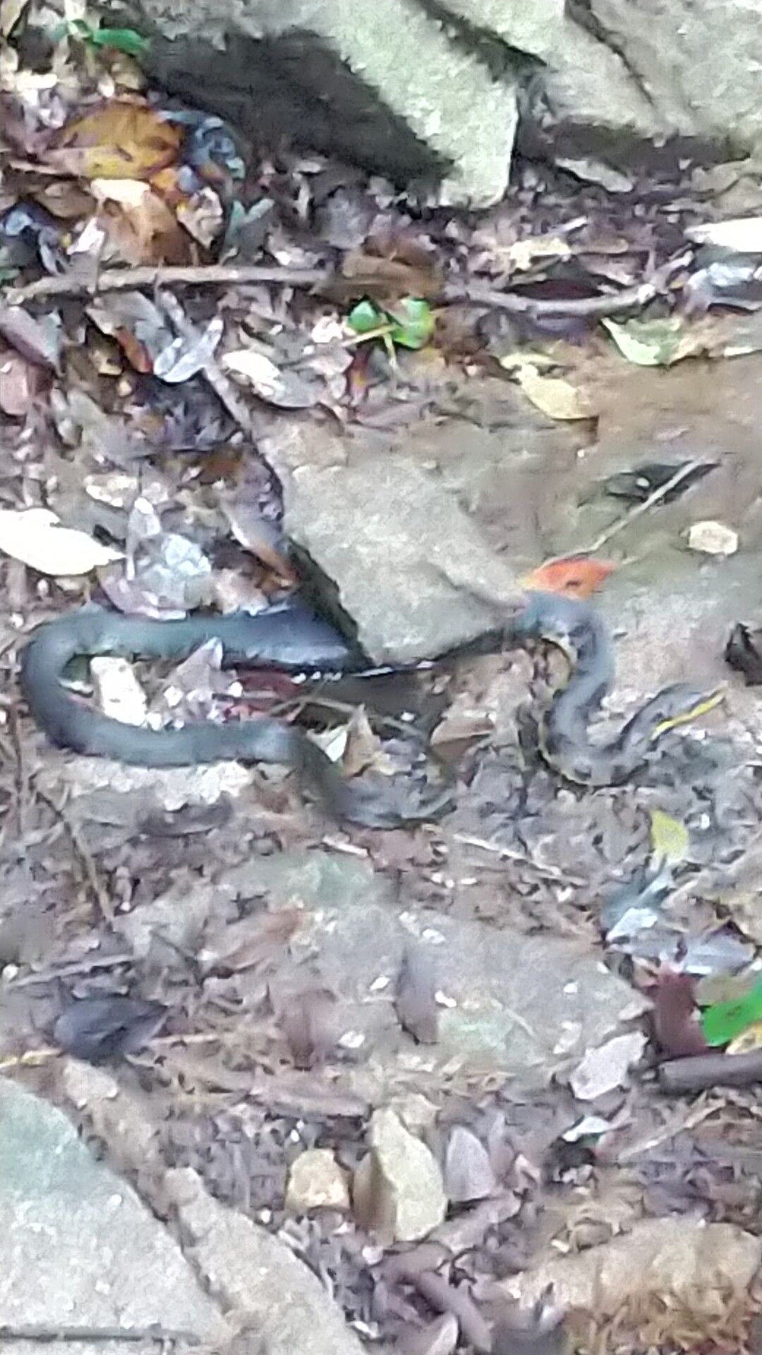 銭形模様。石を投げても、逃げません。 ... / Mitz@さんのモーメント | YAMAP / ヤマップ