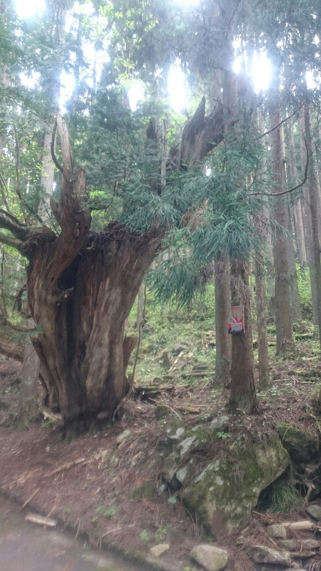 蕪山(仙台～名古屋～小秀山～下呂～郡上～ / j.jack02さんの蕪山の活動データ | YAMAP / ヤマップ